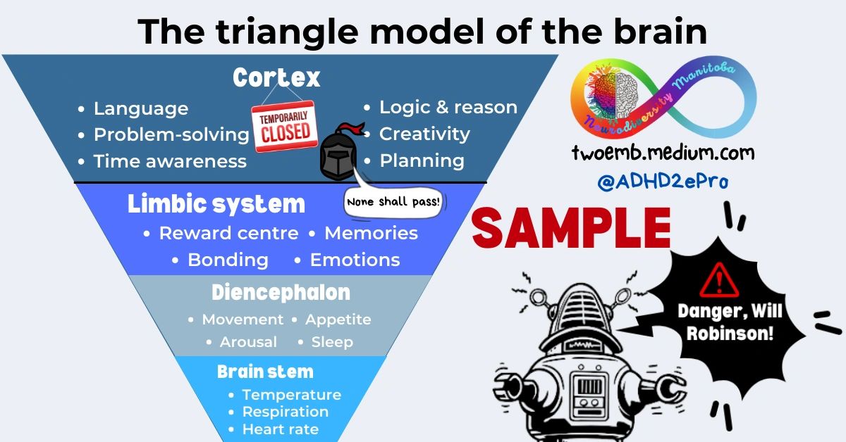 Triangle Brain Model
