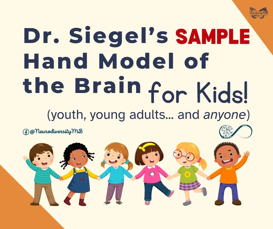 Dr. Siegel's Hand Model of the Brain For Kids