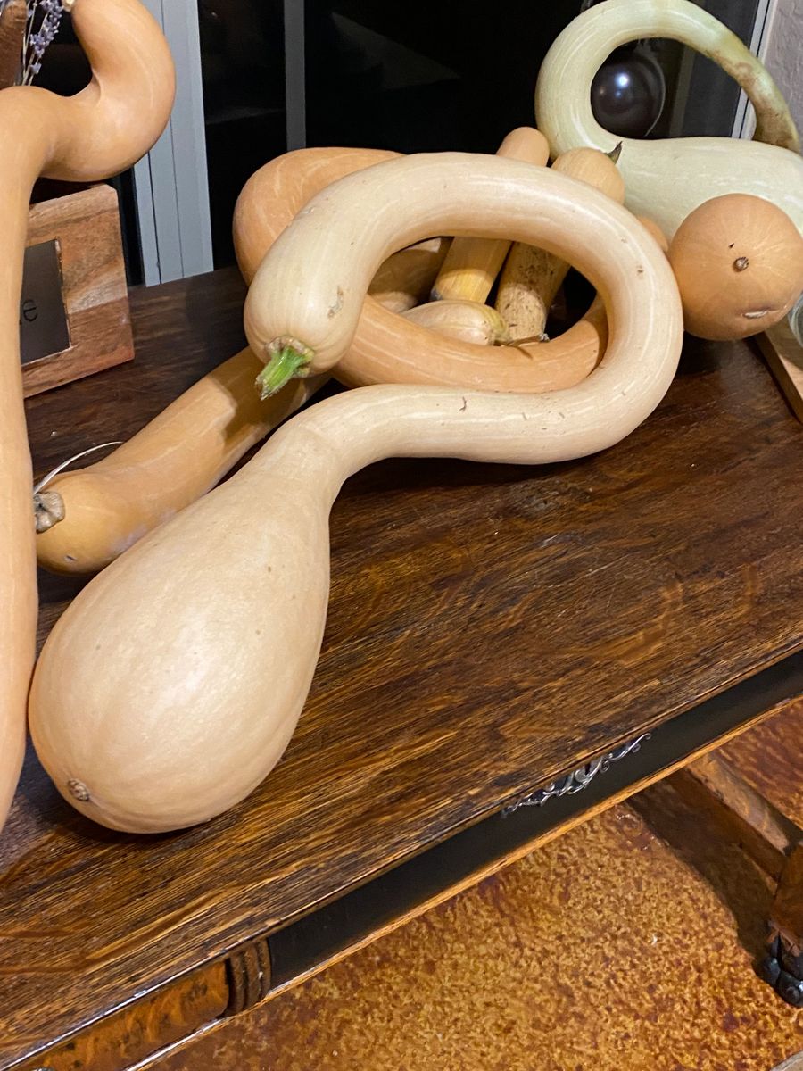 Zucchino Rampicante Squash