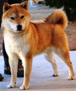 Sires | Prairie Shiba