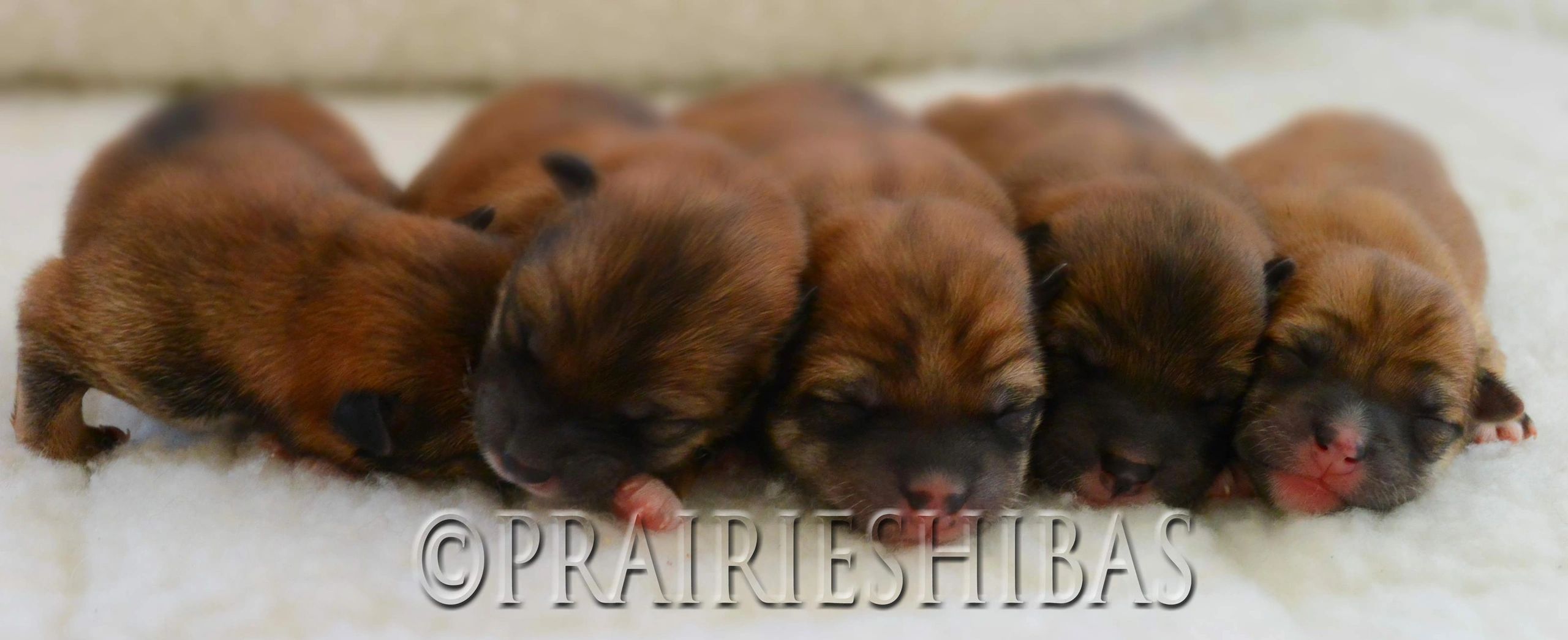 Prairie Shiba - Shiba Inu Puppies for Sale, Puppies for Sale