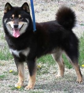 Sires | Prairie Shiba