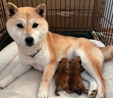 Available Shibas