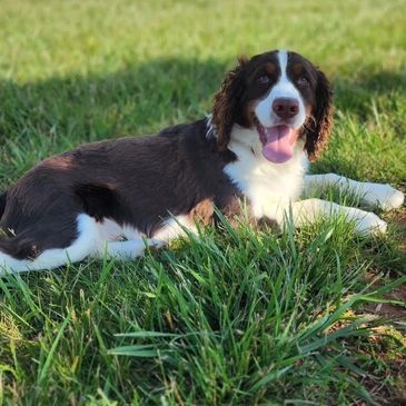 springer spaniel puppy