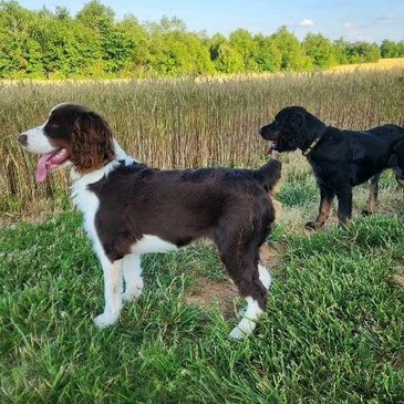 springer spaniel puppy