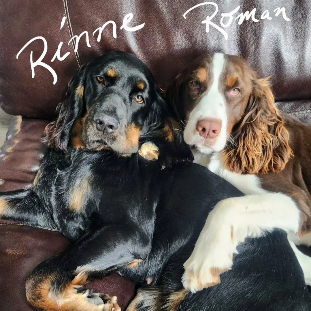 First and Ten Springers - Springer Spaniel, Available Puppies