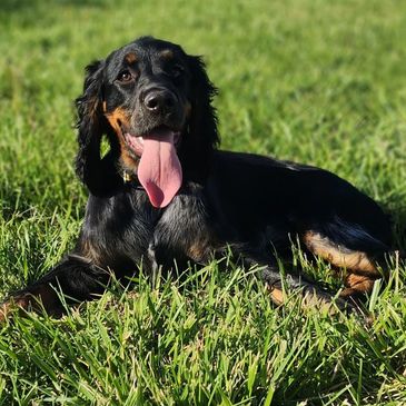 Find Your Perfect Springer Spaniel Puppy