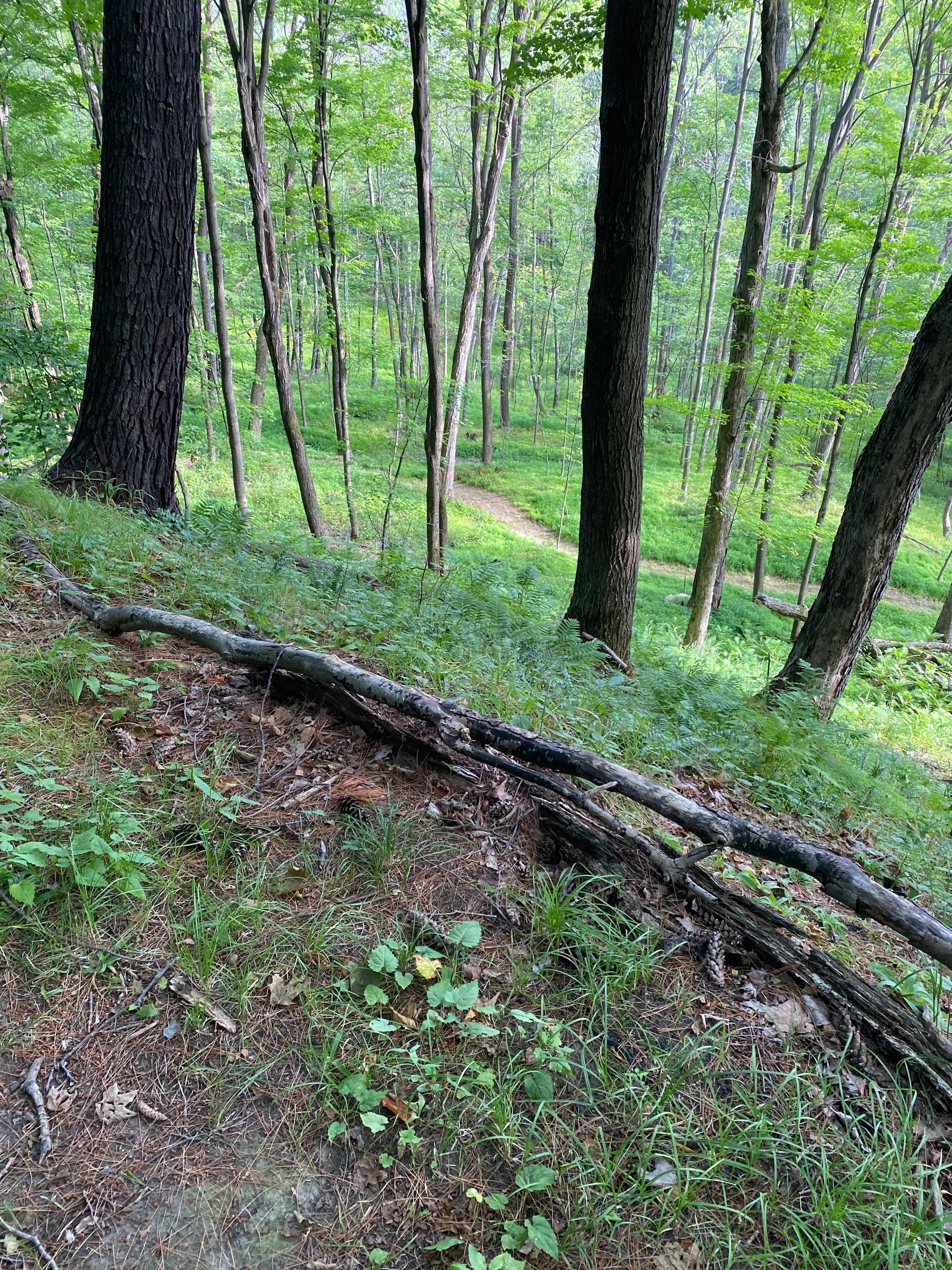 Experience the Thrill of Mountain Biking with Capital Trail Alliance