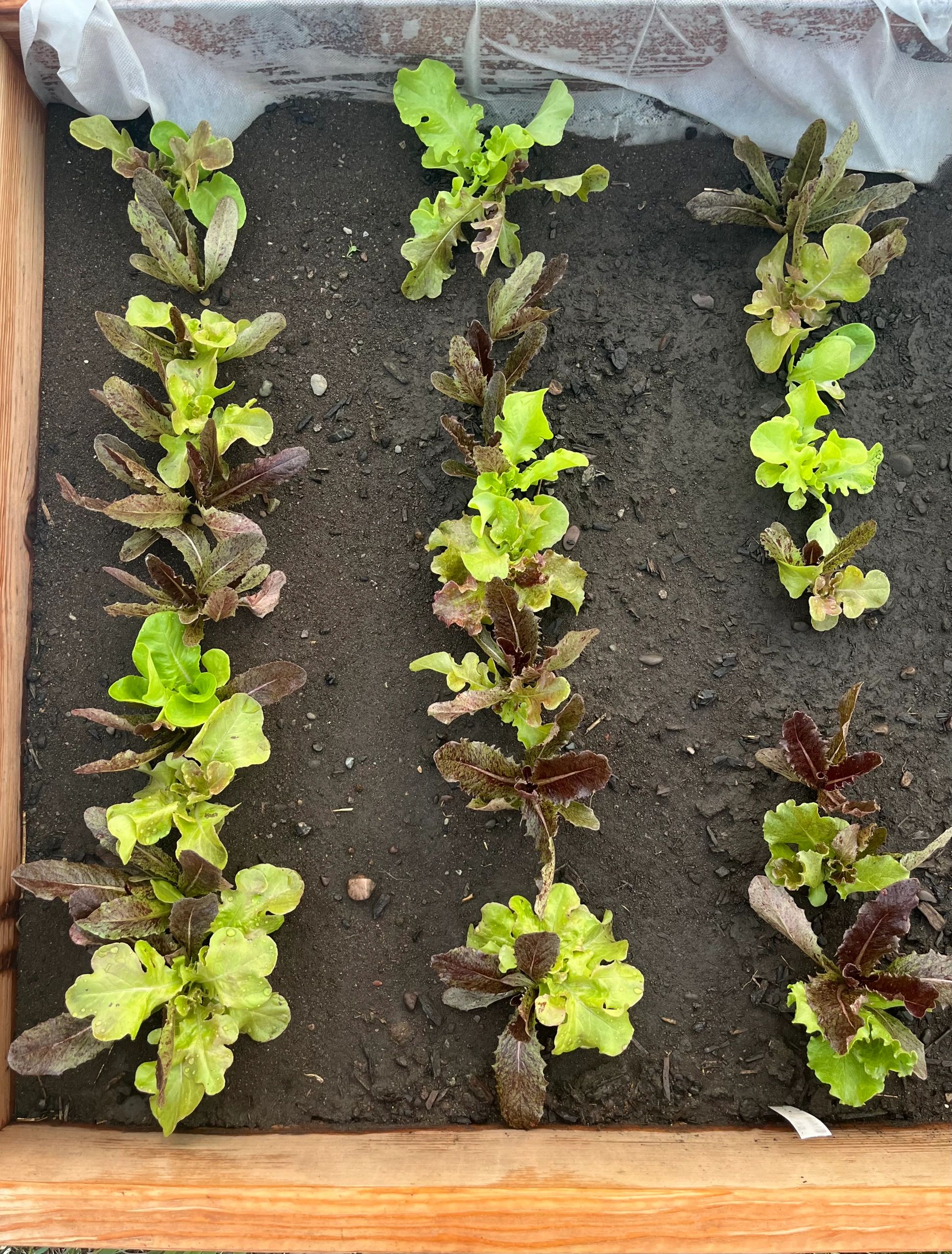 Outdoor Preschool at Deep Roots School