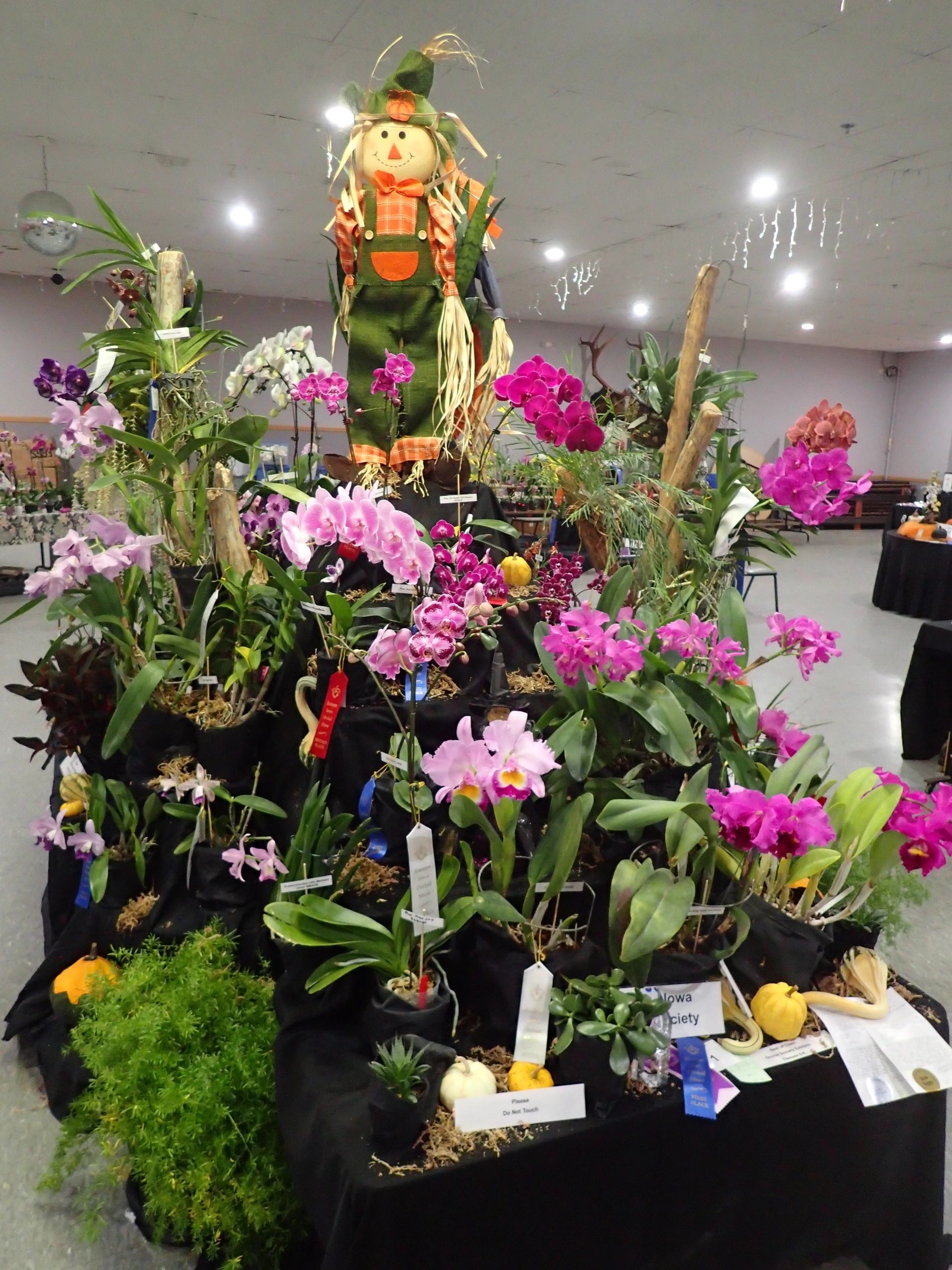 Our Orchid Show