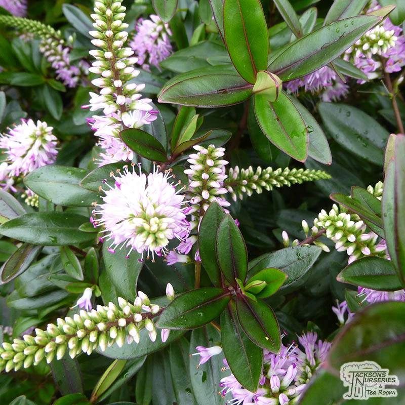 Hebe - Pink Candy - 140mm