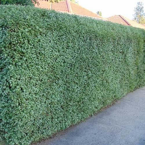 Pittosporum tennufolium - Silver Sheen - 50mm