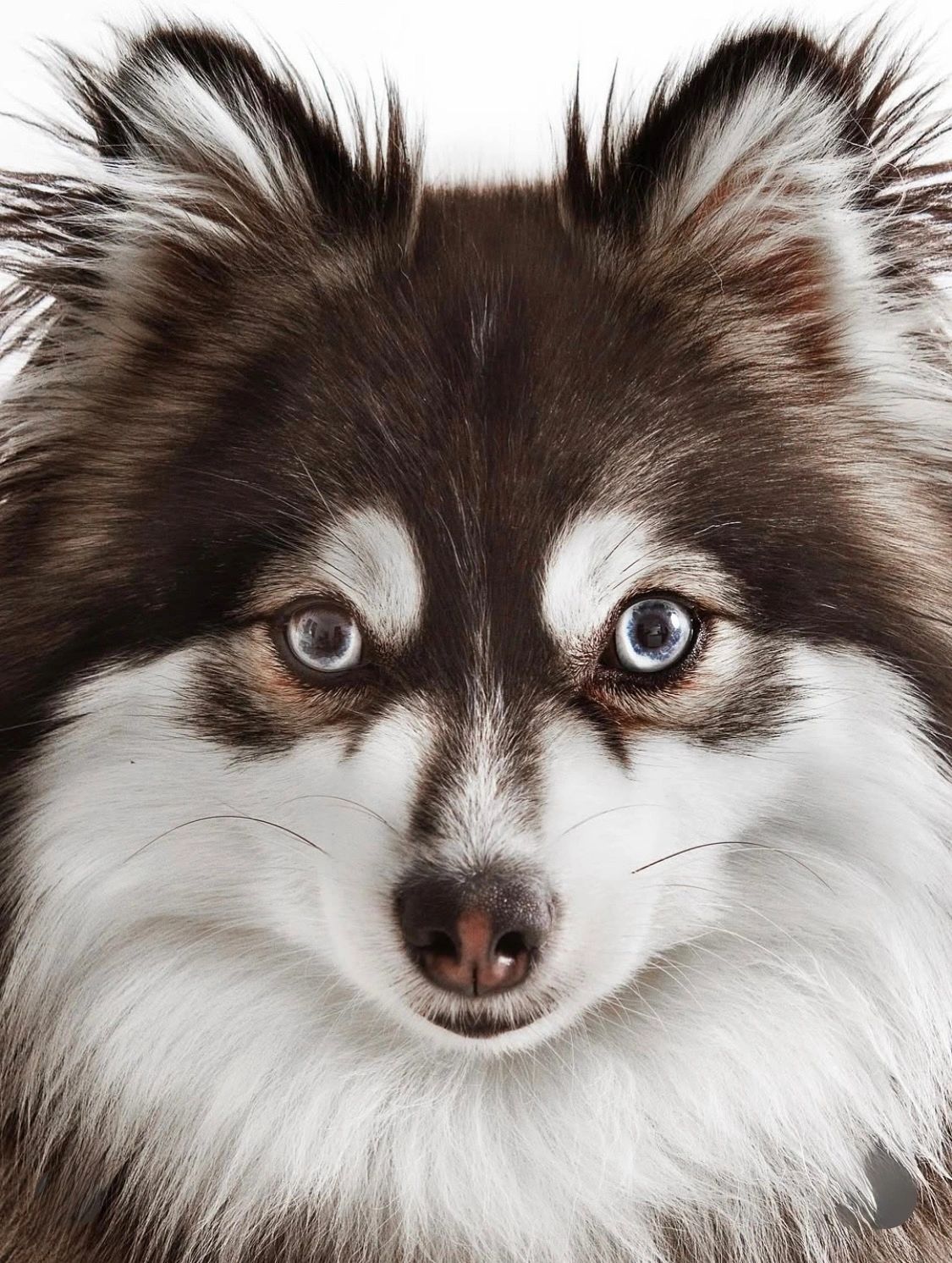 Meet the Pack | Blue Water Pomskies