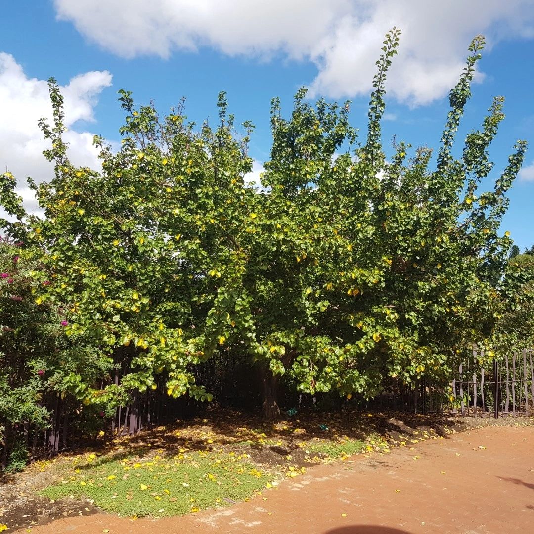 Pruning Fruit Trees 101