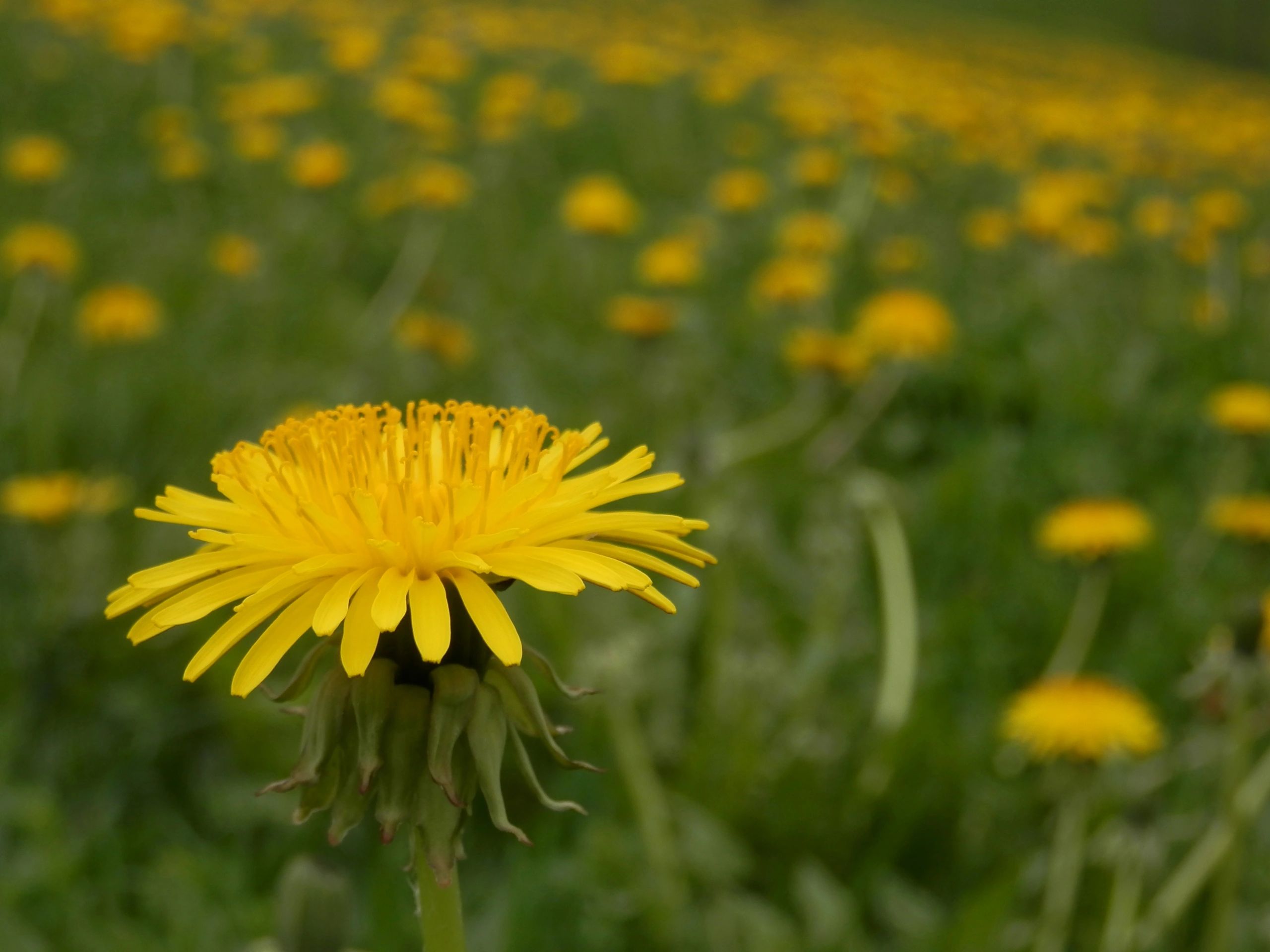Is this plant Tolkien’s Kingsfoil in real life?