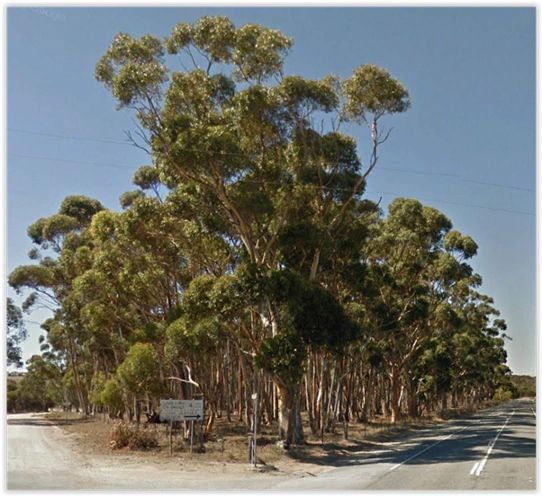 Two of the best timber and firewood trees for southern Australia.