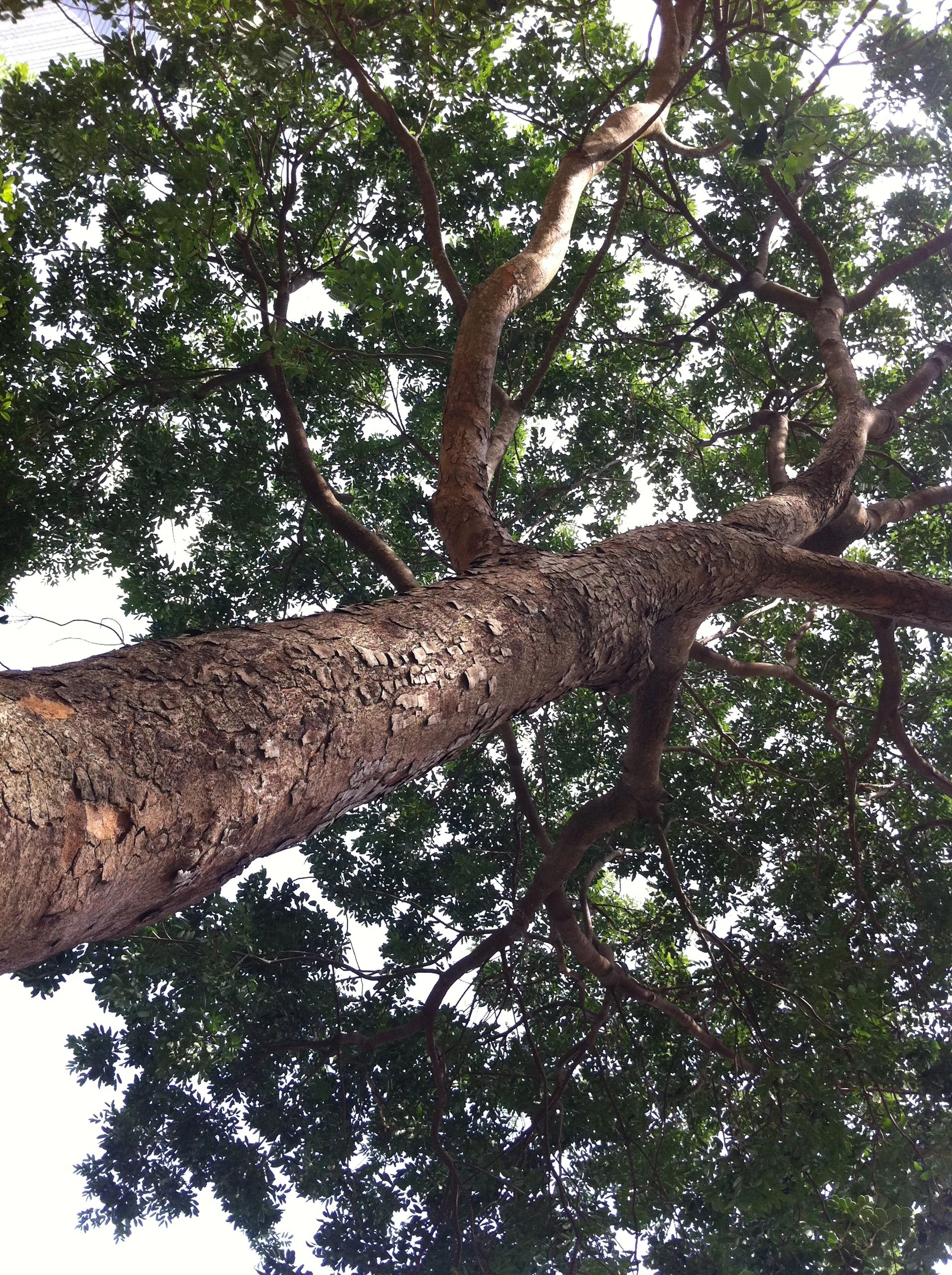 African Mahogany Tree