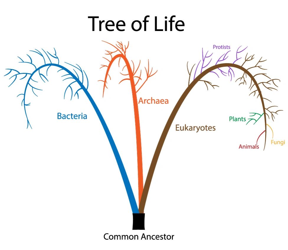 protist and bacteria difference