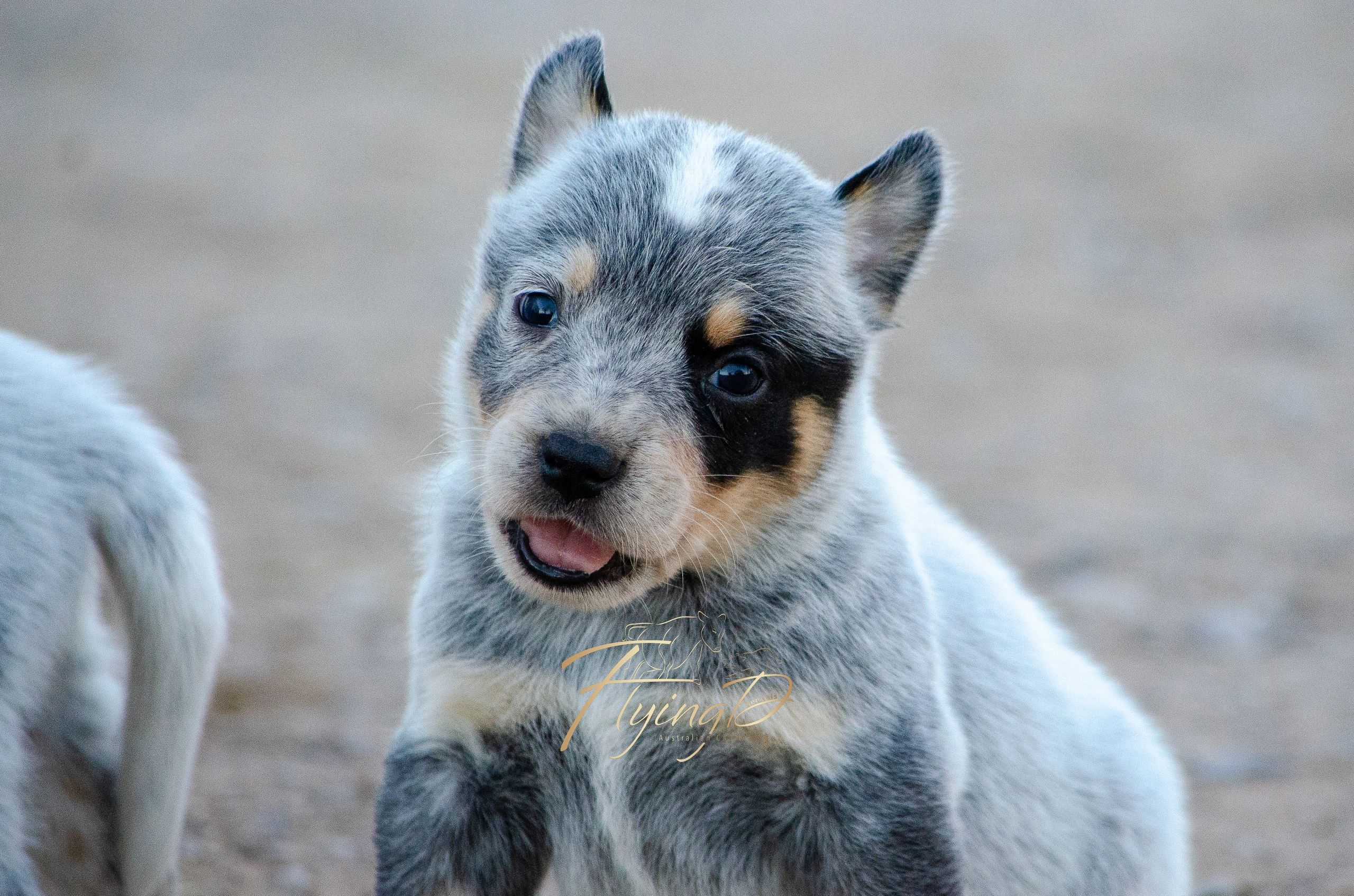Best Australian Cattle Dog Breeder - Flying D Kennels