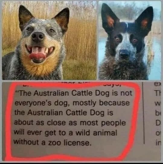 Why Australian Cattle Dogs Do Not Make Good Pets