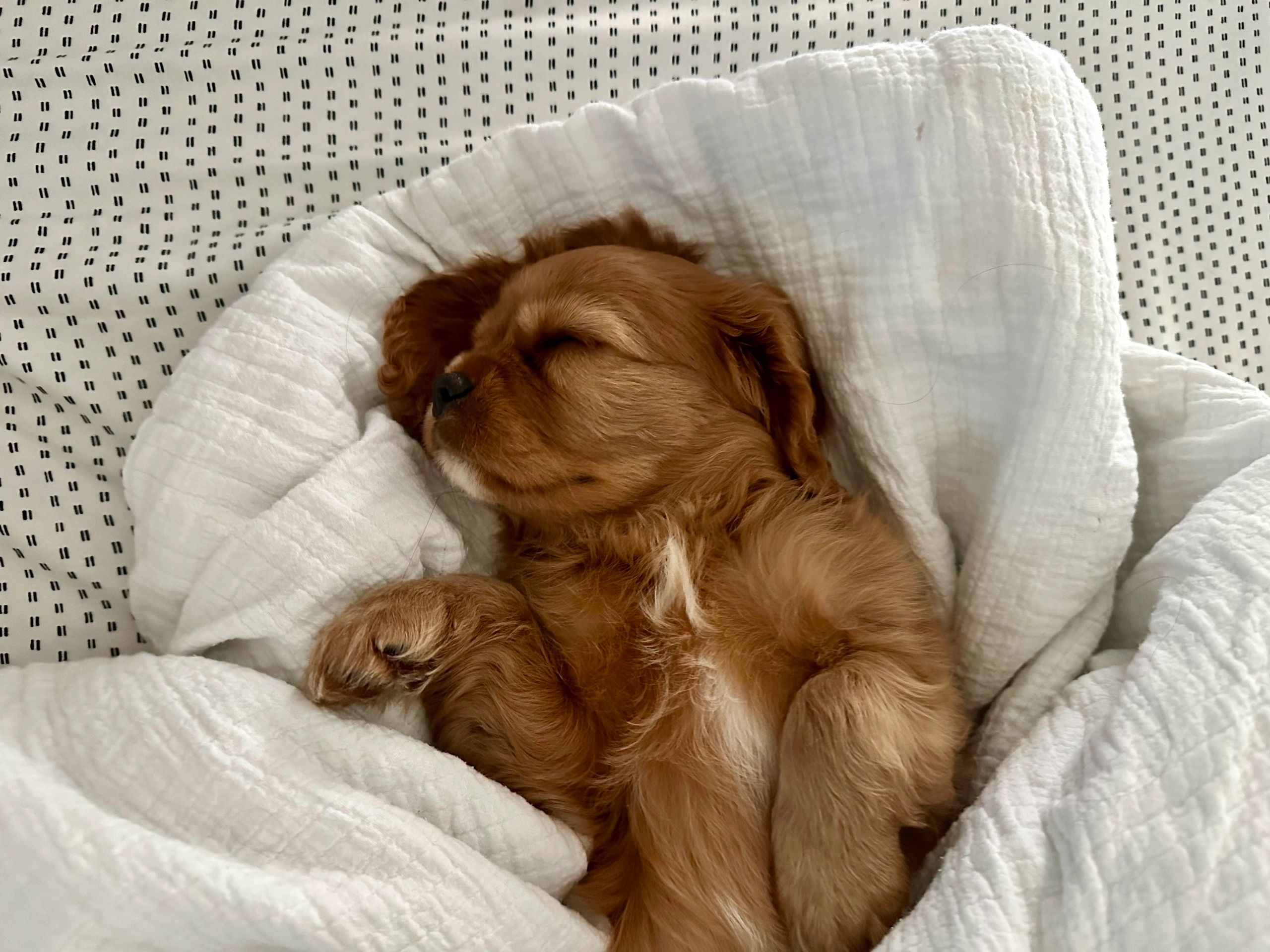 Available Puppies | True Heart Cavaliers