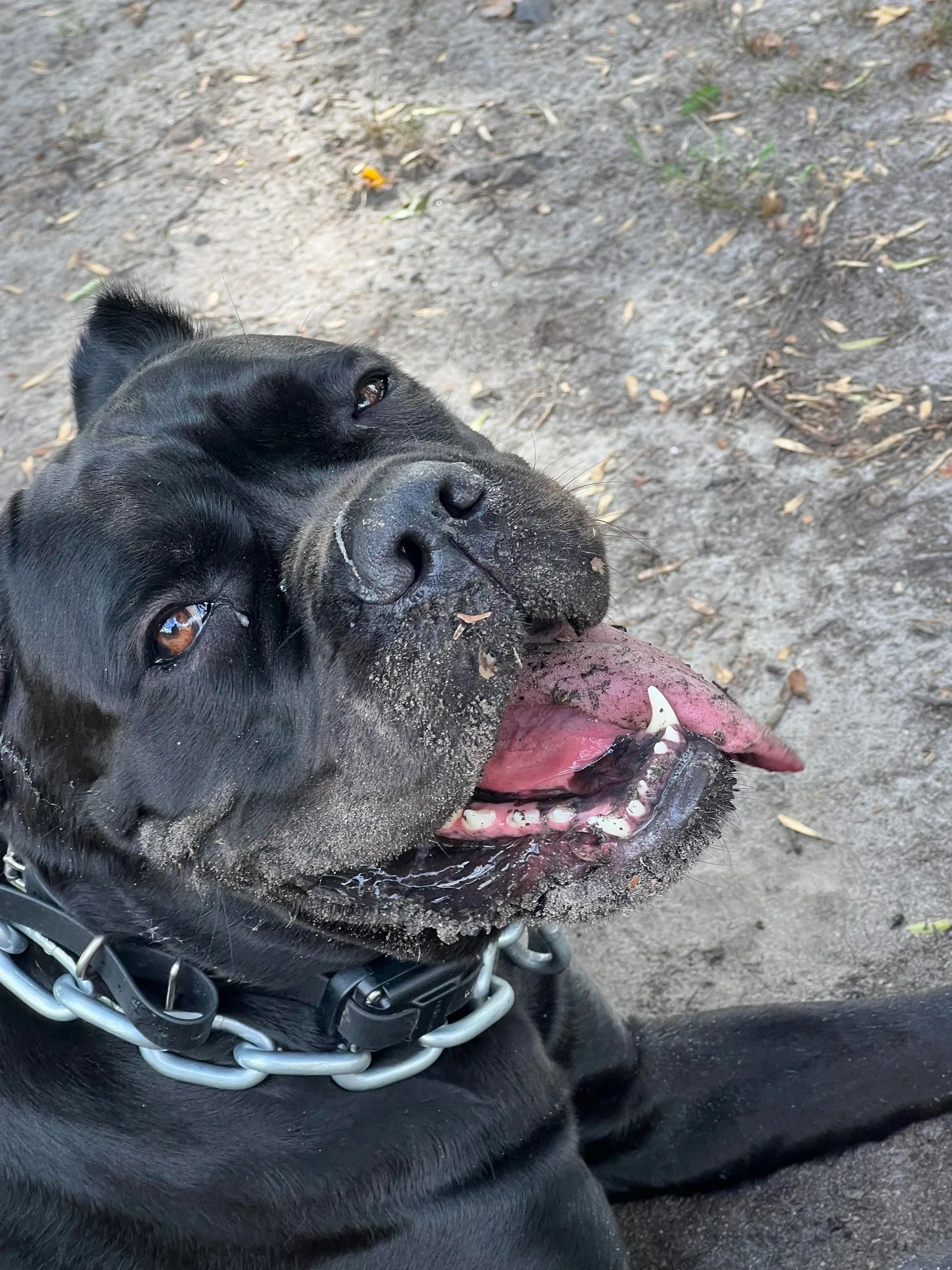 What Is The Cost Of A Cane Corso Puppy
