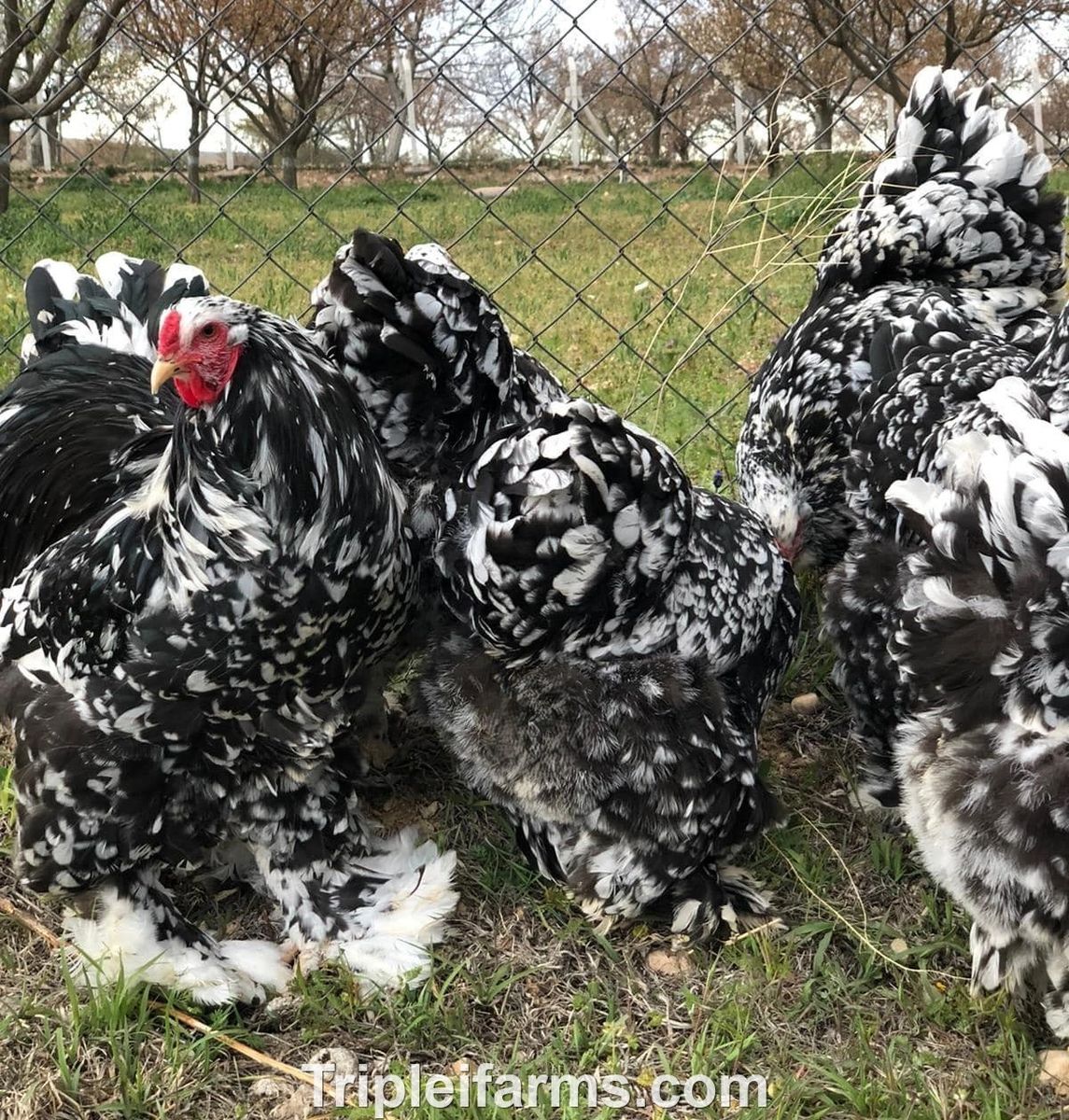 Black Mottled Brahma 12 Hatching Eggs