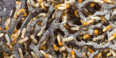 Top Pest Exterminator Service | Avalanche Termite and Pest Control