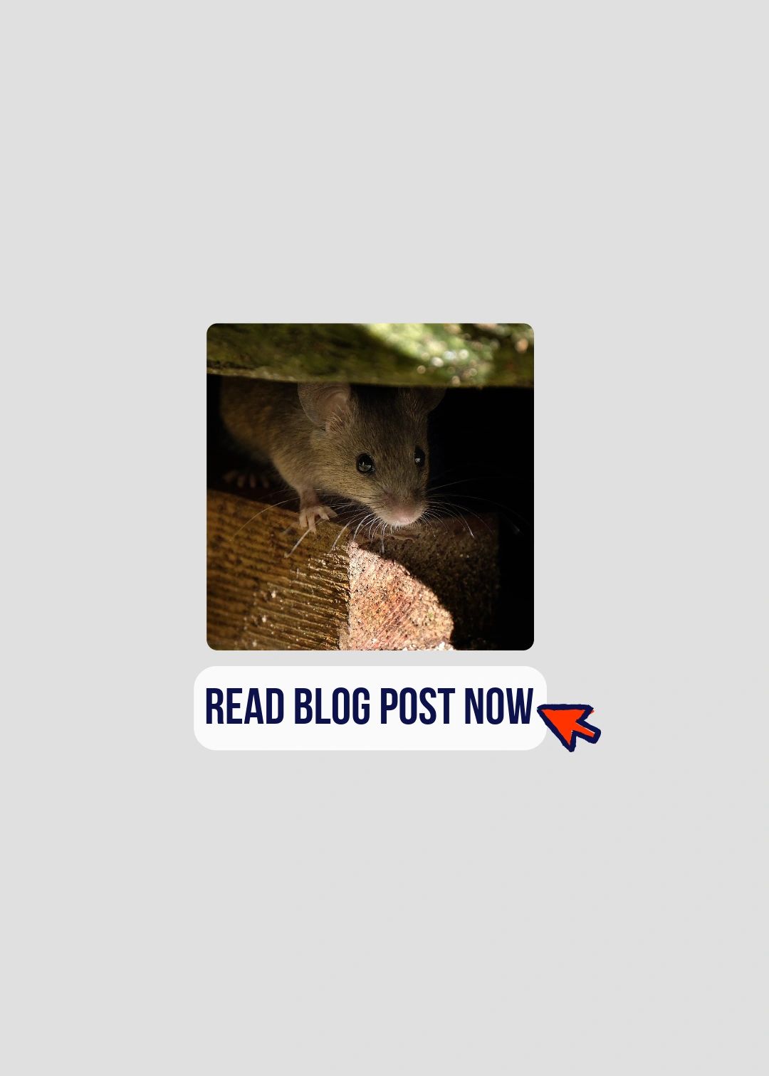 Rodent Entry Points: The Most Common Spots We Find in Western WA