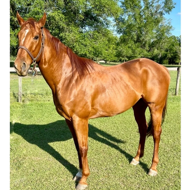 Meet the Horses | Old Wire Stables