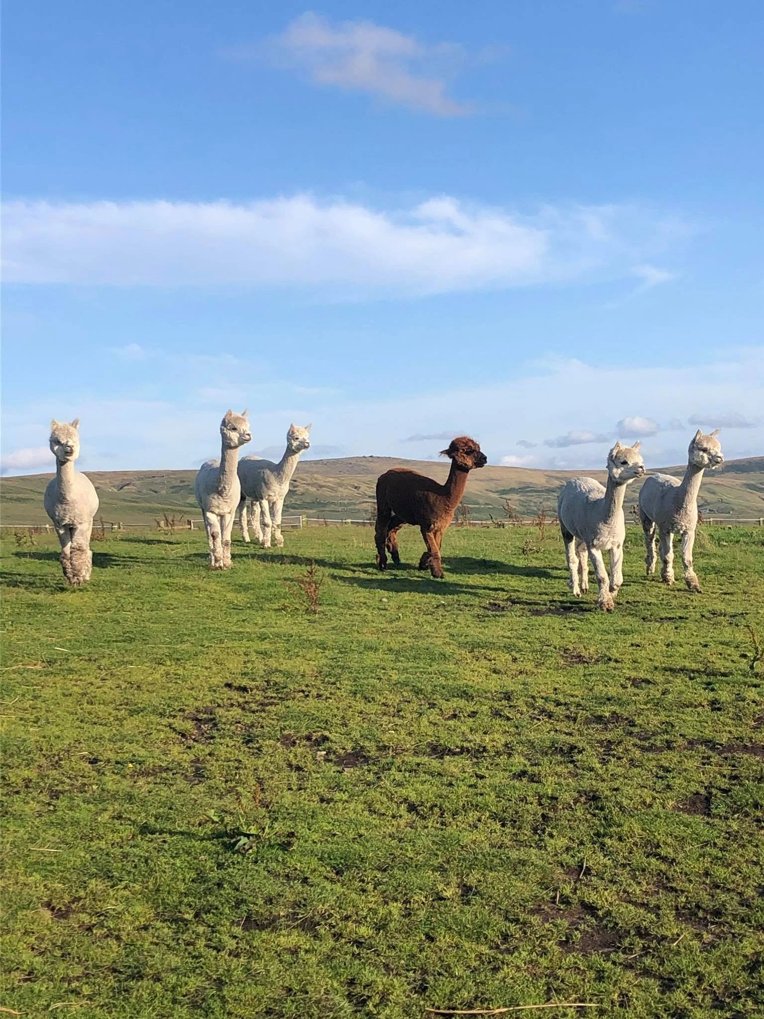 Alpacas