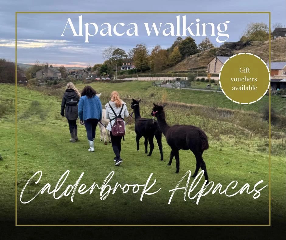 Calderbrook Alpacas - Your Destination for Alpaca Farm Experience