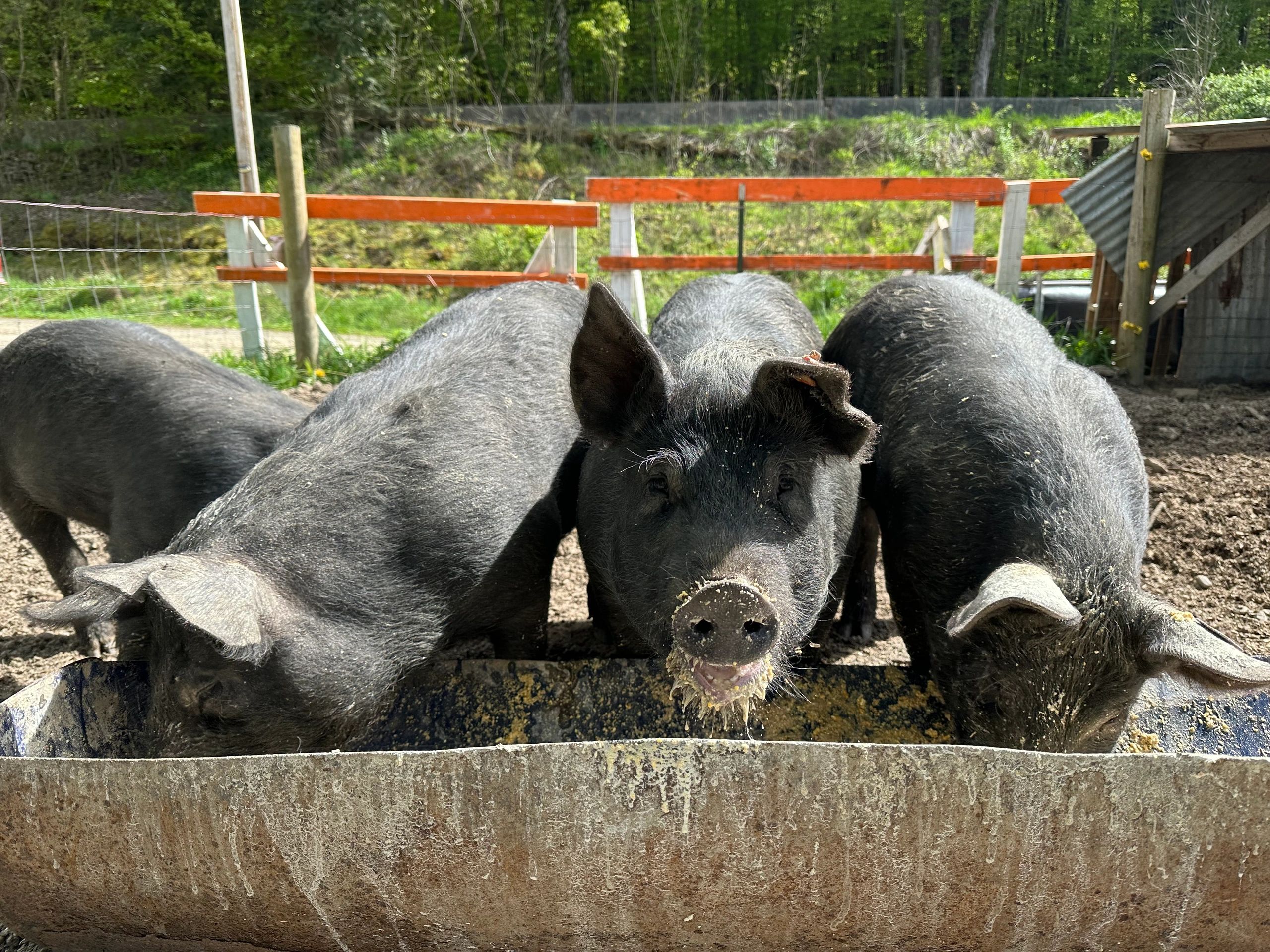 Holofchak Watering Hole Farm
