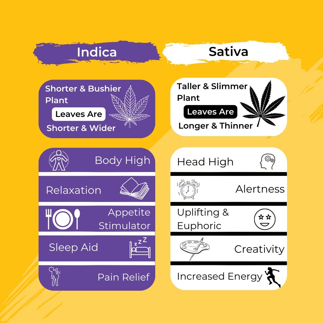 Indica Vs Sativa: What's the Difference?
