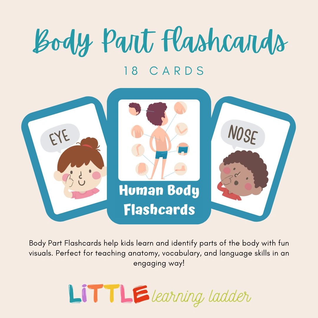 Body Part Flashcards | Instant Download | Printable