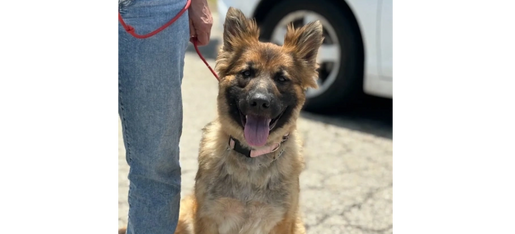 Adoption application | Stacy Hope Rescue