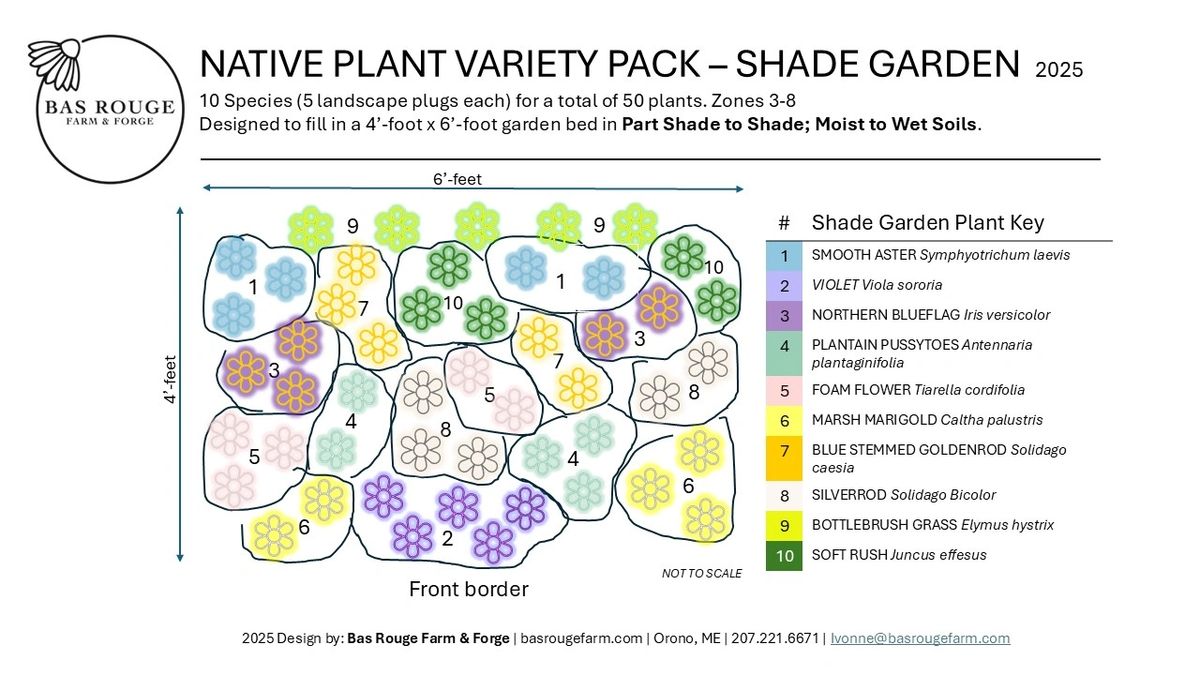 Native Plant Variety Pack | Shady Places 2025