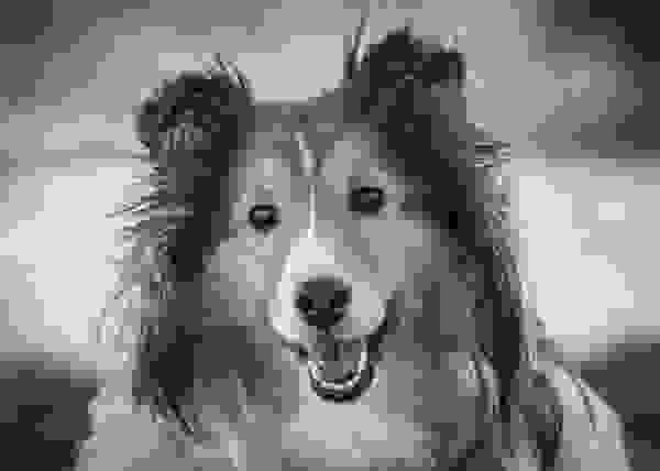 COASTAL SHELTIE RESCUE INC - Sheltie Rescue, Herding Dog Rescue