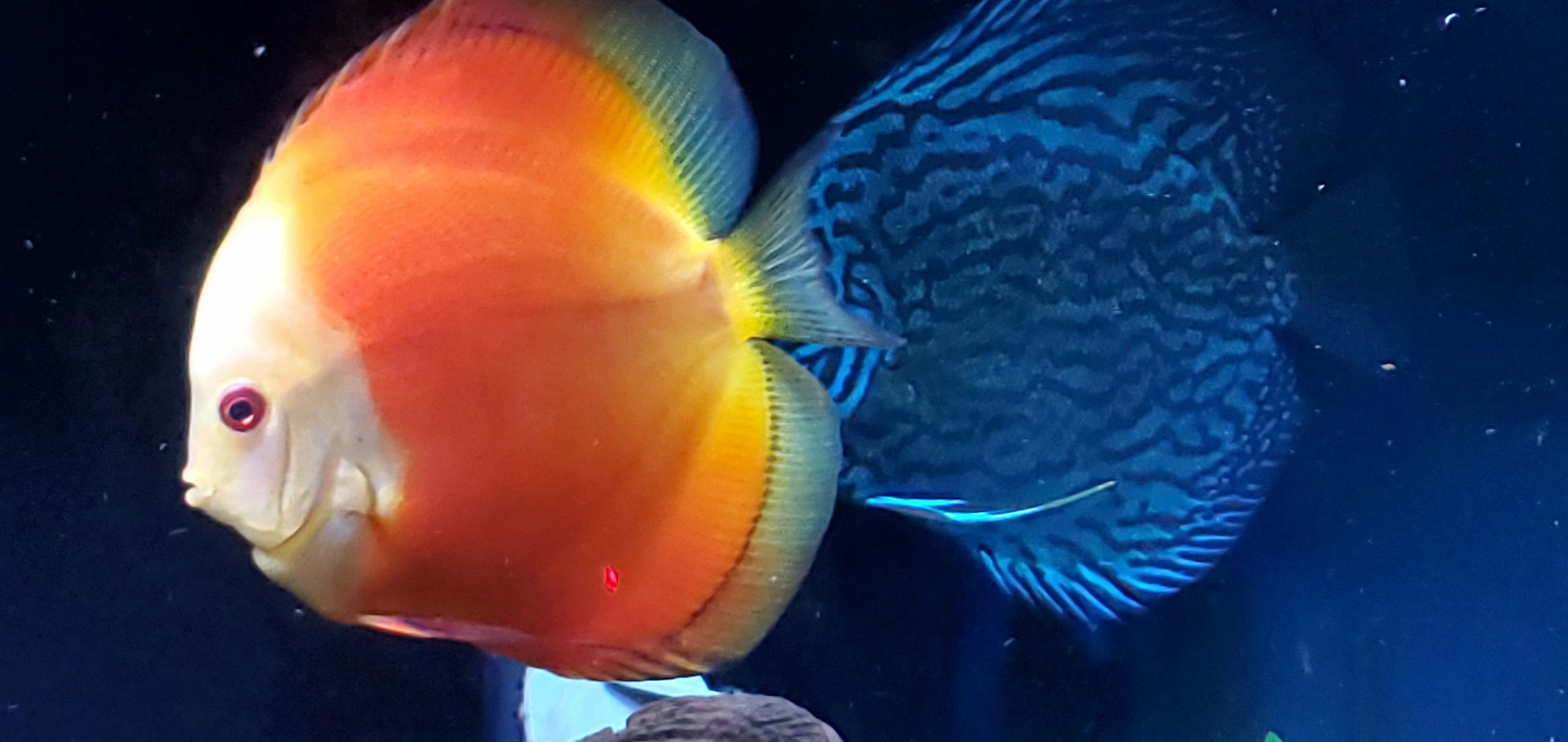 DiscusFloGrown.com - Discus, Breeder, Fish Hatchery and Farm