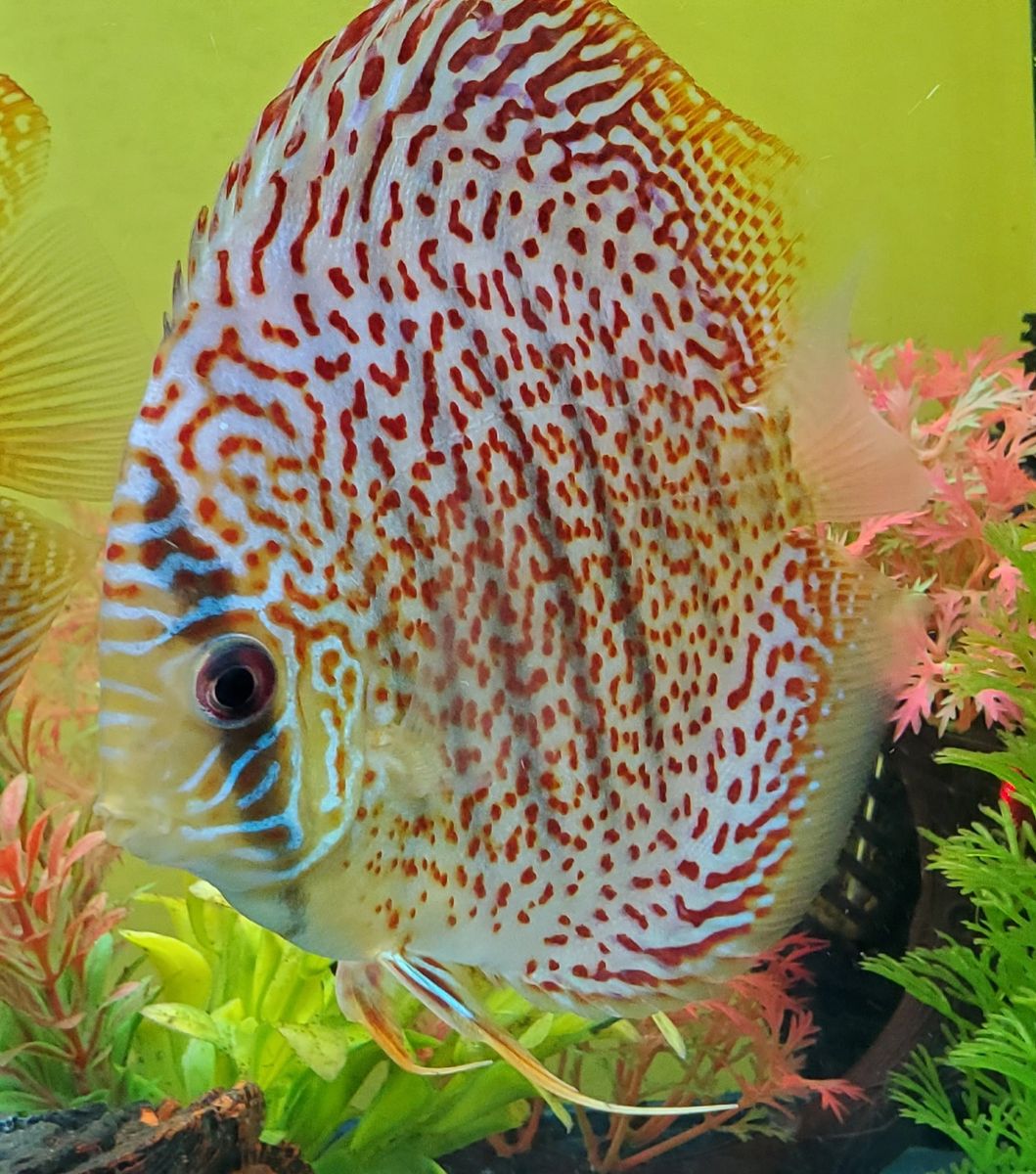 Red Spotted Green Discus