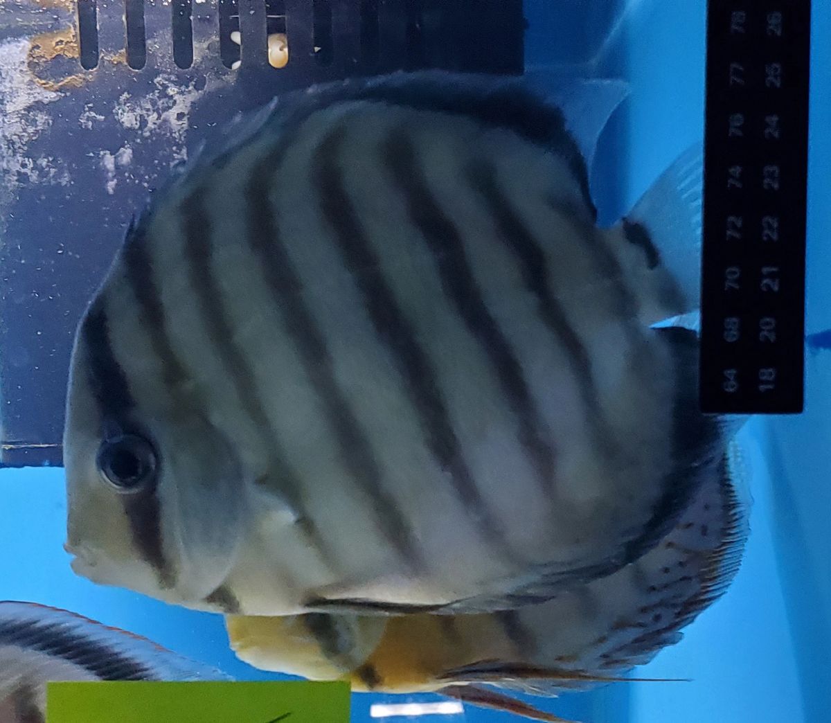 Wild Tefe Discus