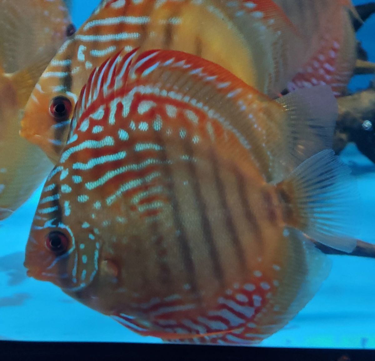 F2 Red Batata Wild Cross