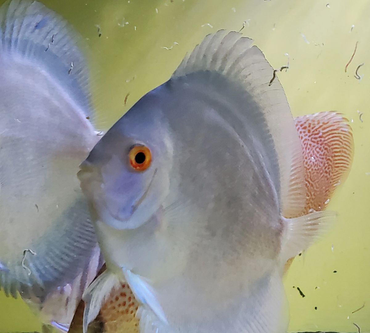 Mercury Discus