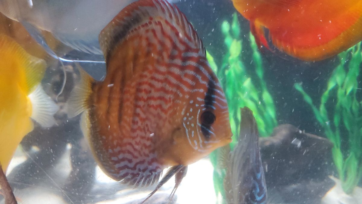 F2 Red Batata Wild Cross