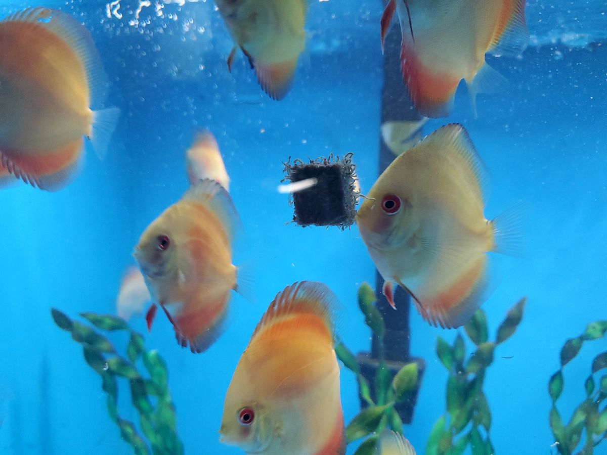 Discus Juvenile Bundle Pack