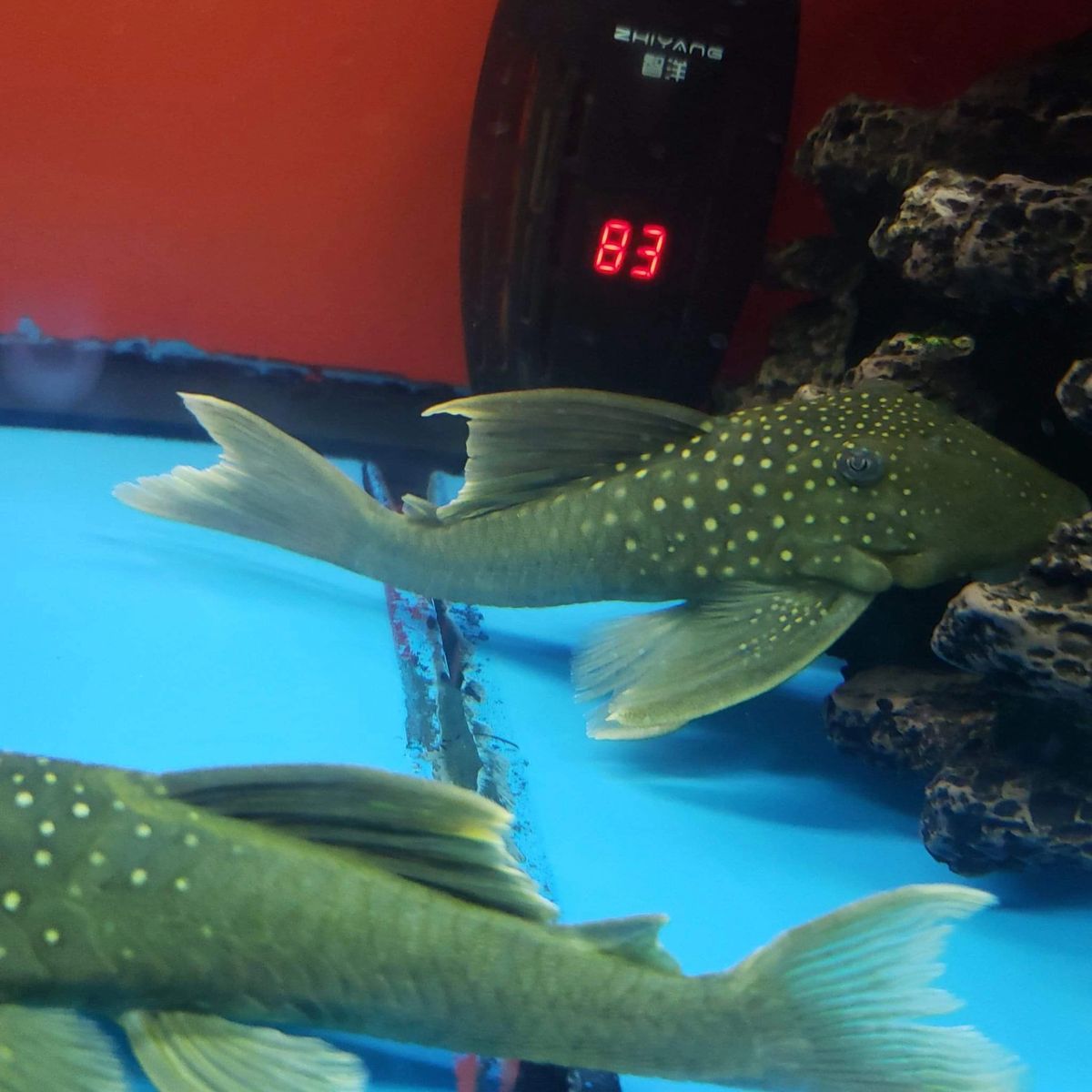 L200 Green Phantom Pleco