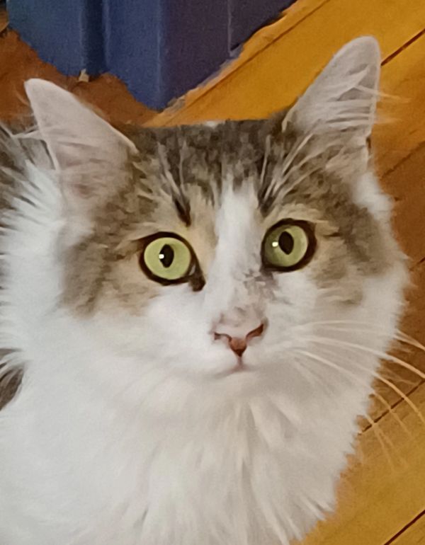 Current Cats
