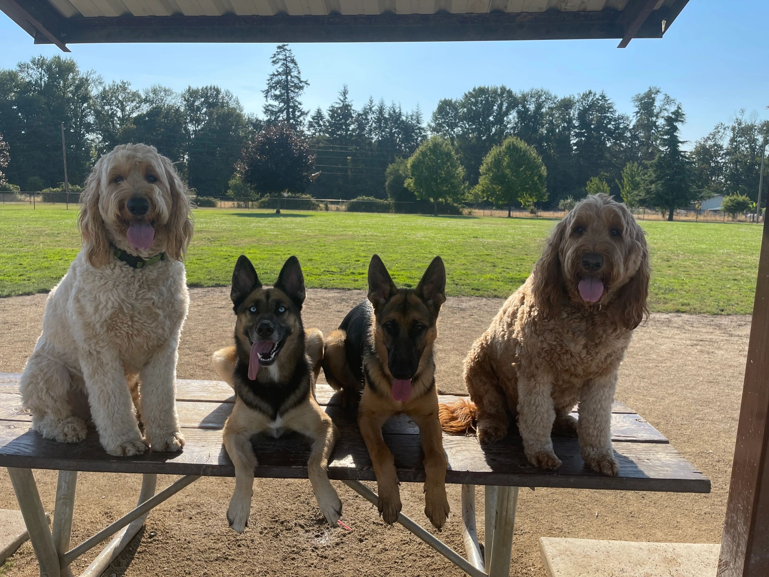 Frankie Berger Dog Training