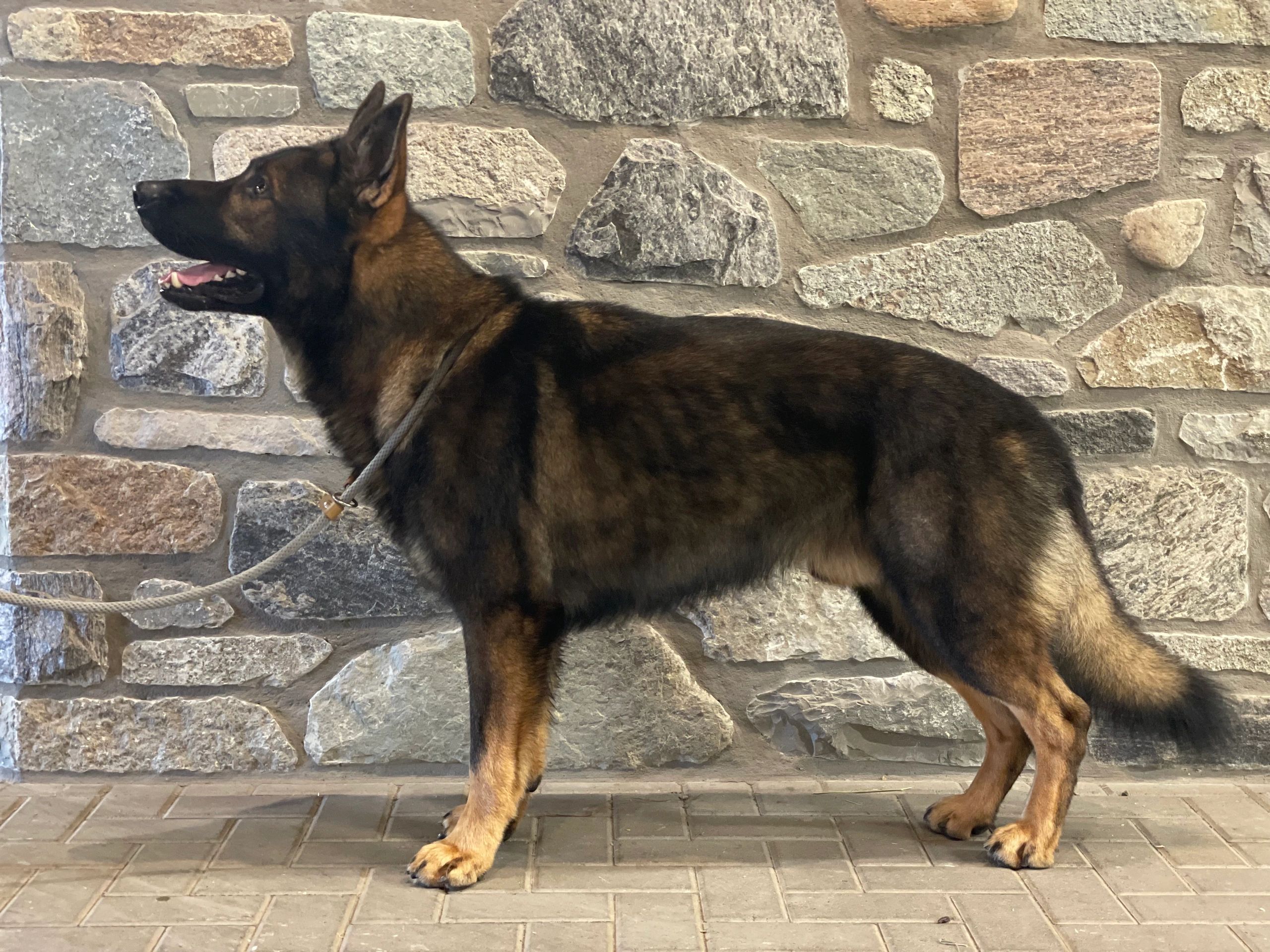 Quality German Shepherd Puppies for Sale