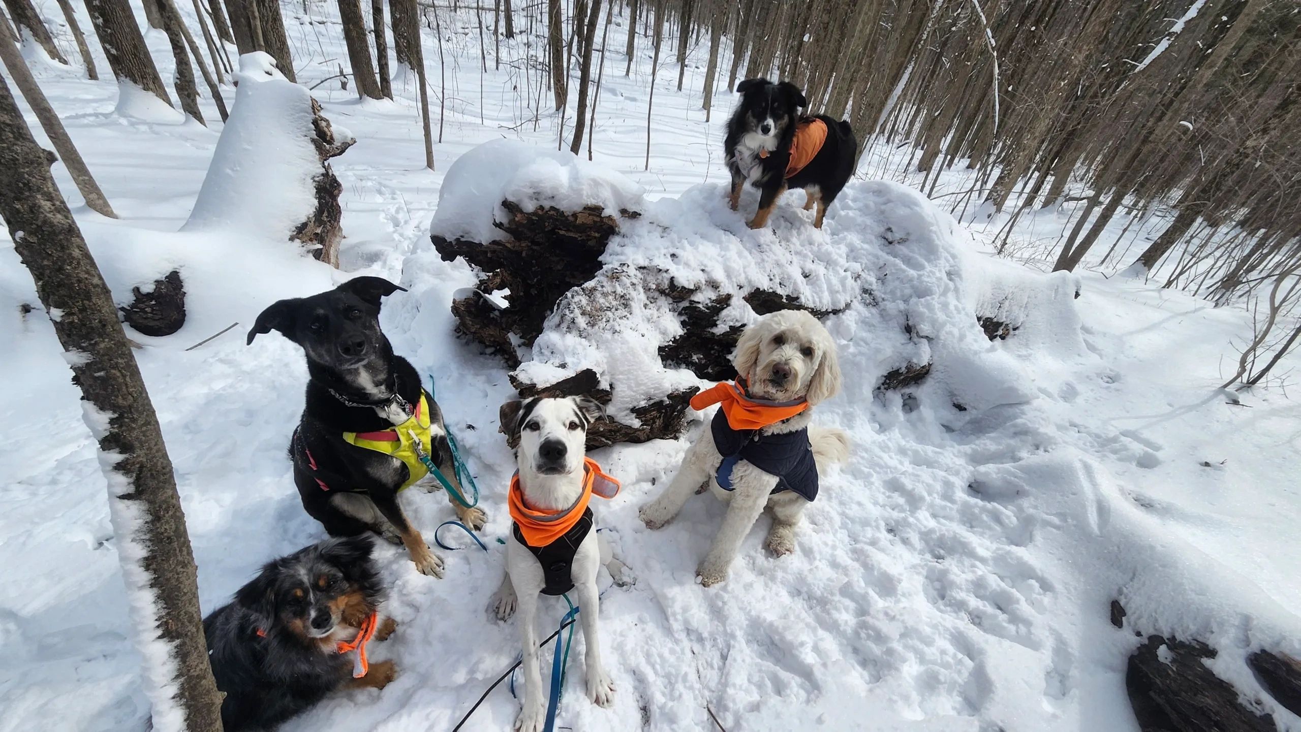 Dogventures & Visits